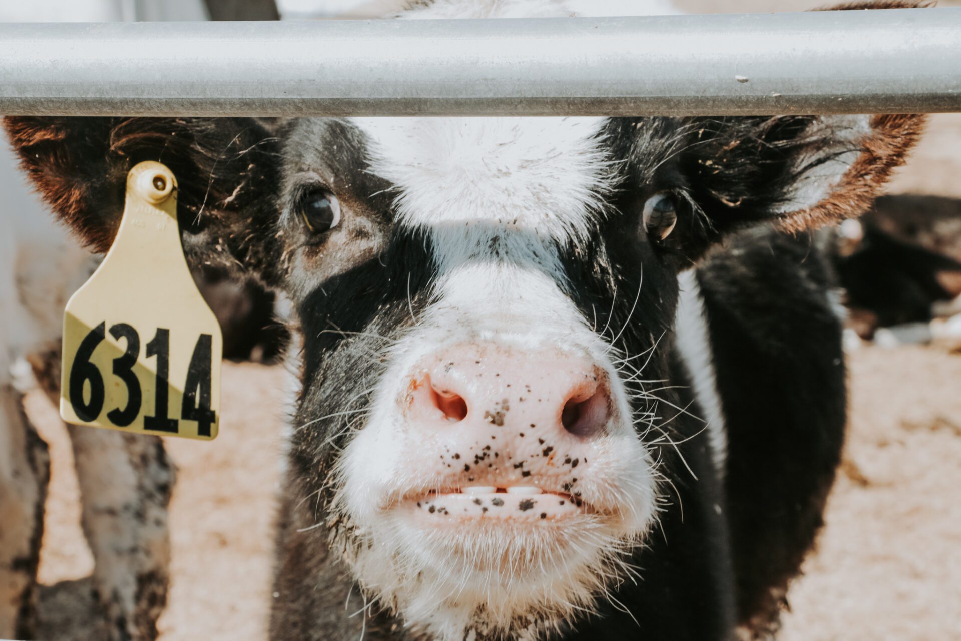 Enjoy the Farm : Nash Family Creamery