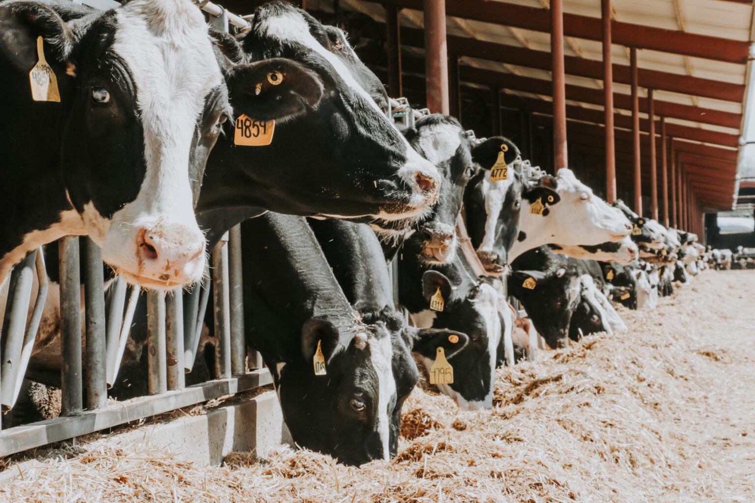 Discover Our Cheese : Nash Family Creamery